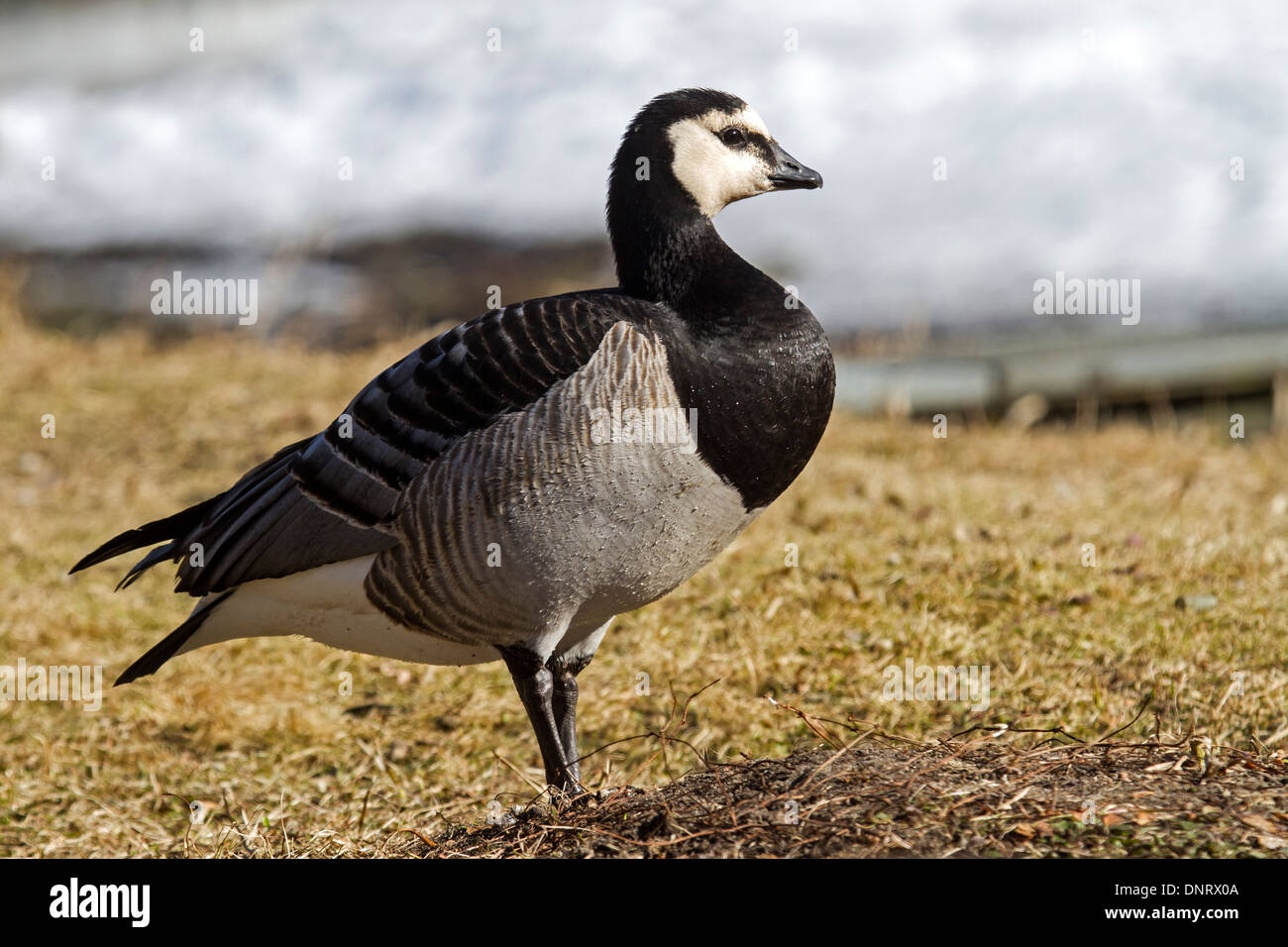 Barnacle Goose (Branta leucopsis Stock Photo - Alamy