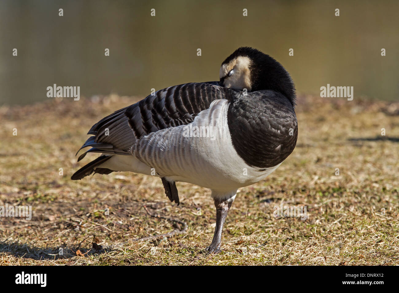 Barnacle Goose (Branta leucopsis Stock Photo - Alamy