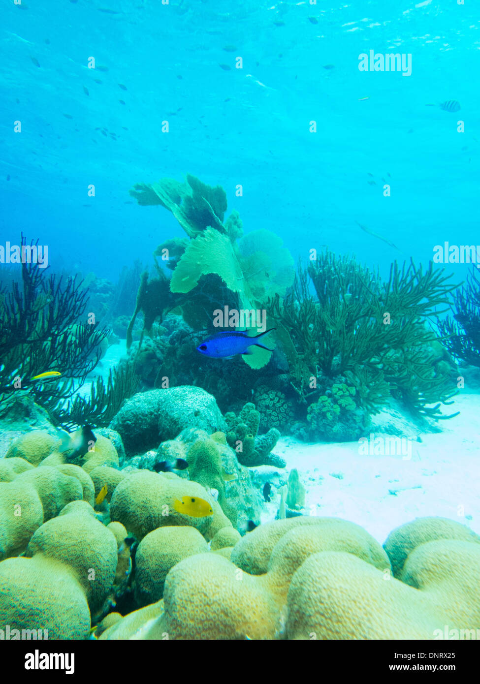 Bonaire reef fish hi-res stock photography and images - Alamy