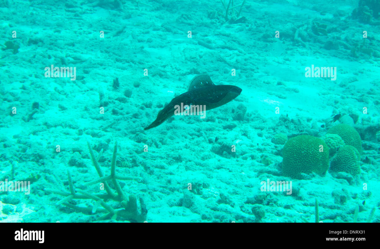 Squid tank hi-res stock photography and images - Alamy