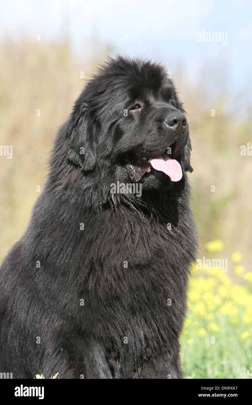 Black newfoundland dog hi-res stock photography and images - Alamy