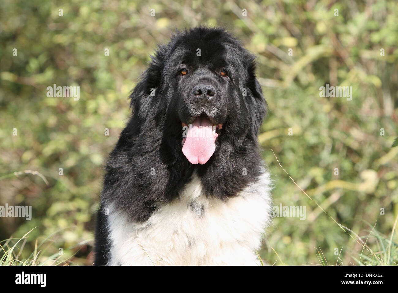 Dog Newfoundland / adult (black and white) portrait Stock Photo - Alamy