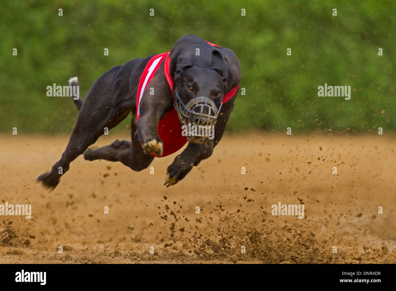 Greyhound race hi-res stock photography and images - Alamy