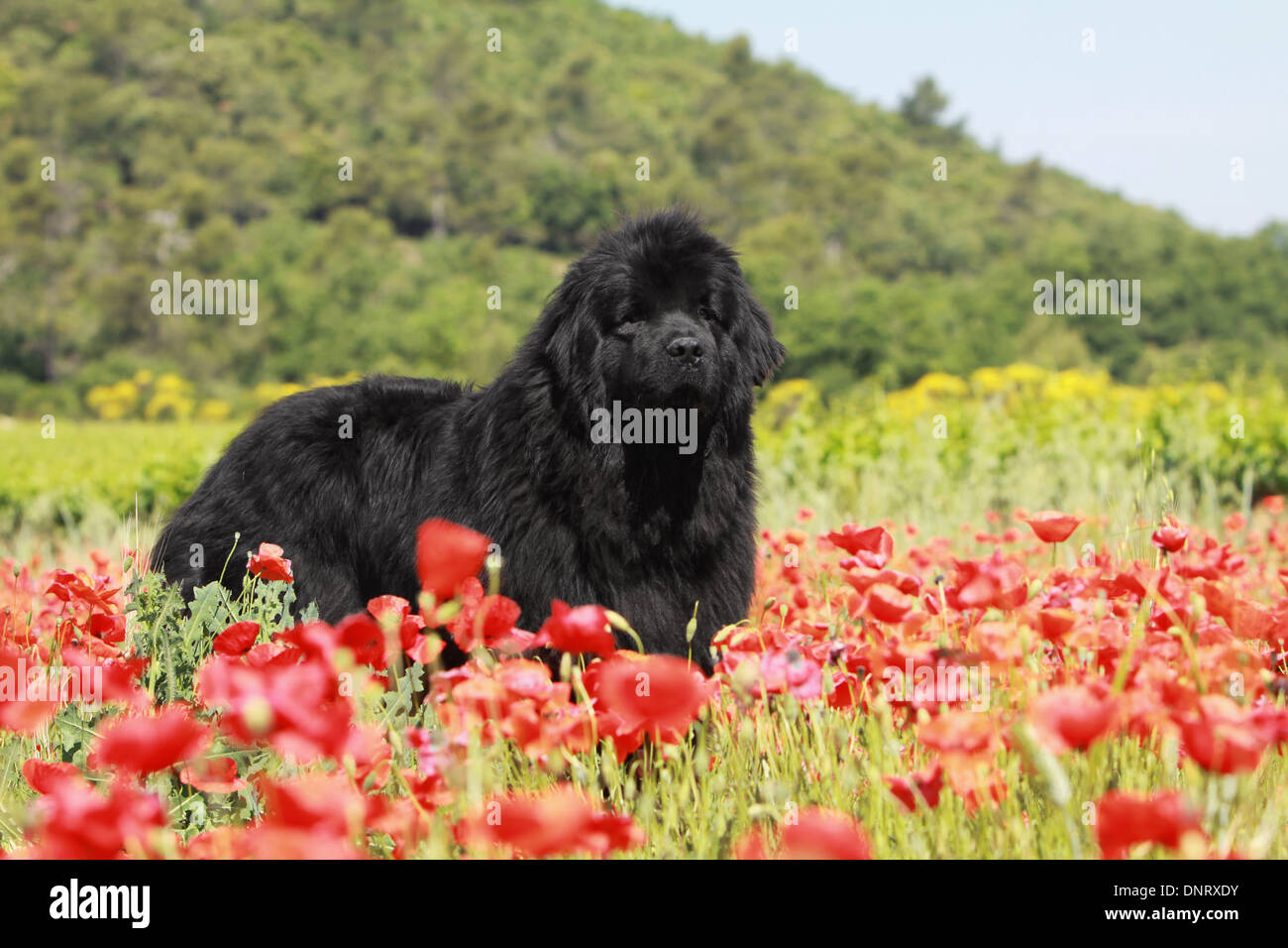 Group of giant poppies hi-res stock photography and images - Alamy