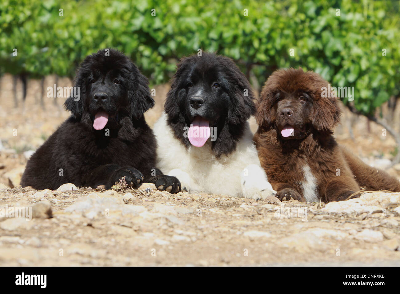 What Colors Are Newfoundland Dogs