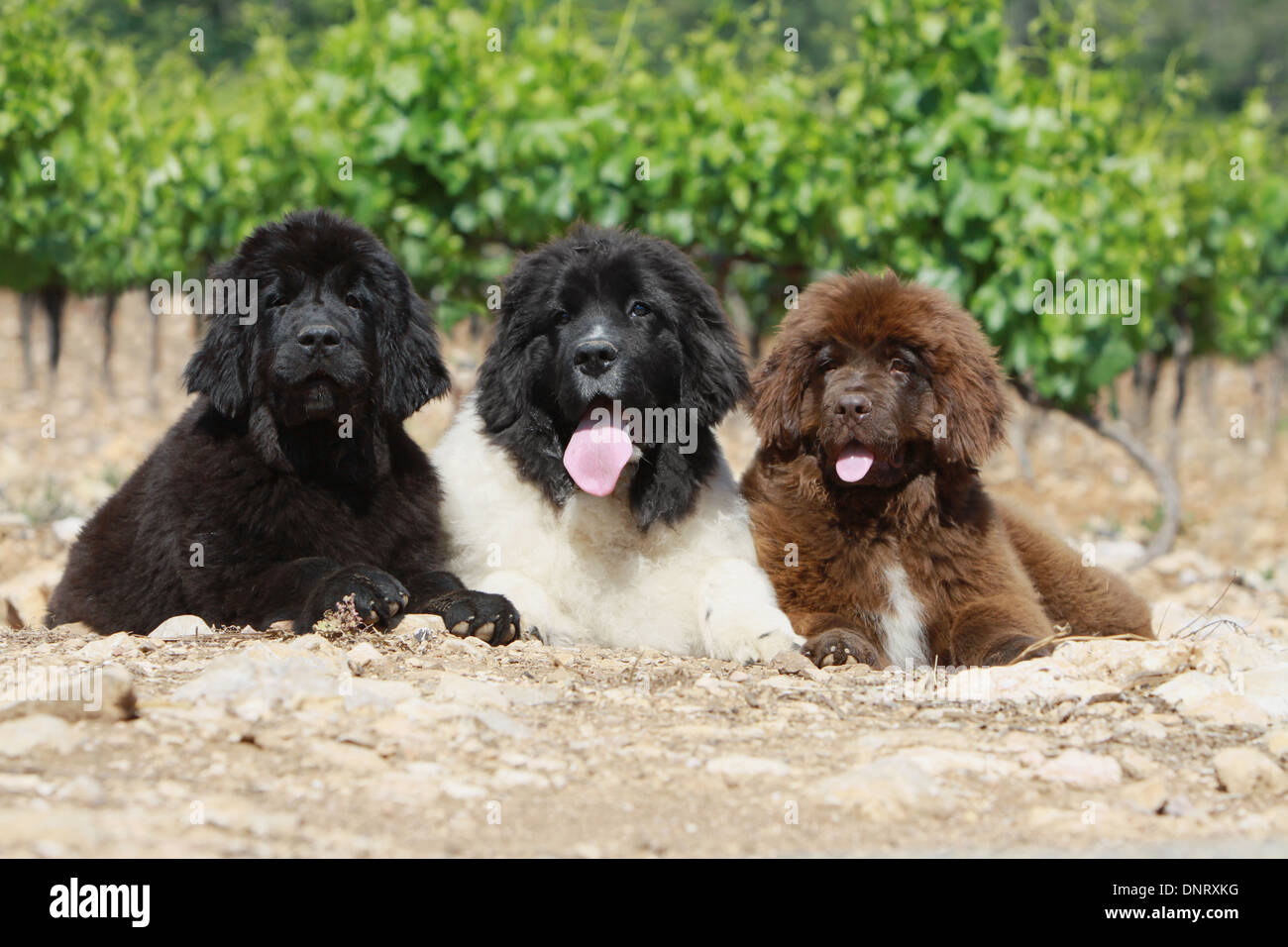 Dog Newfoundland / three puppies (different colors) lying in a field ...