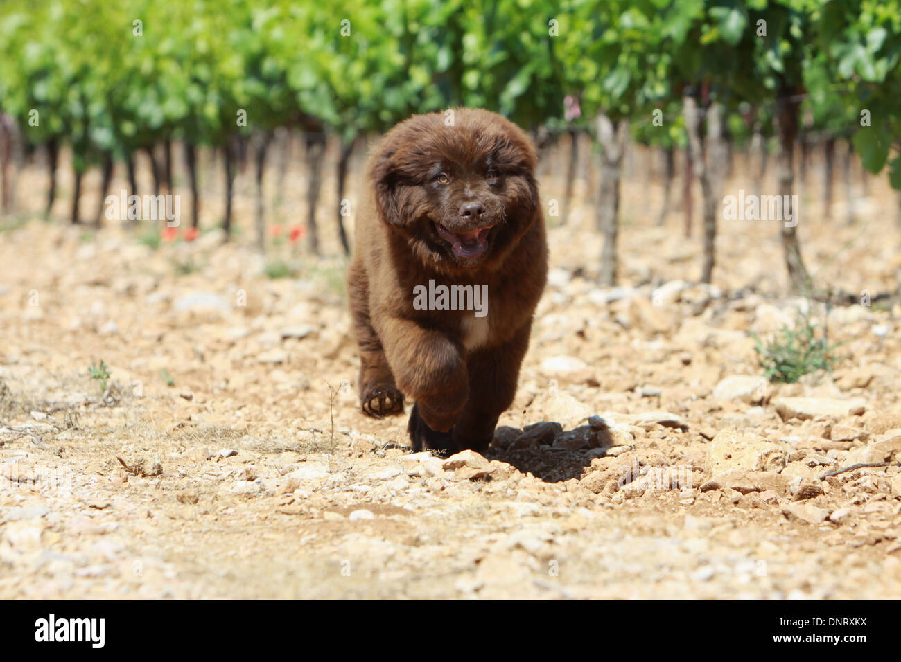 Dog Newfoundland / puppy running in a path Stock Photo - Alamy