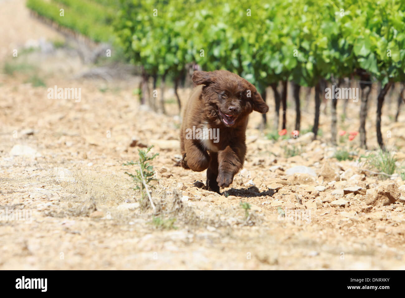 Dog Newfoundland / puppy running in a path Stock Photo - Alamy