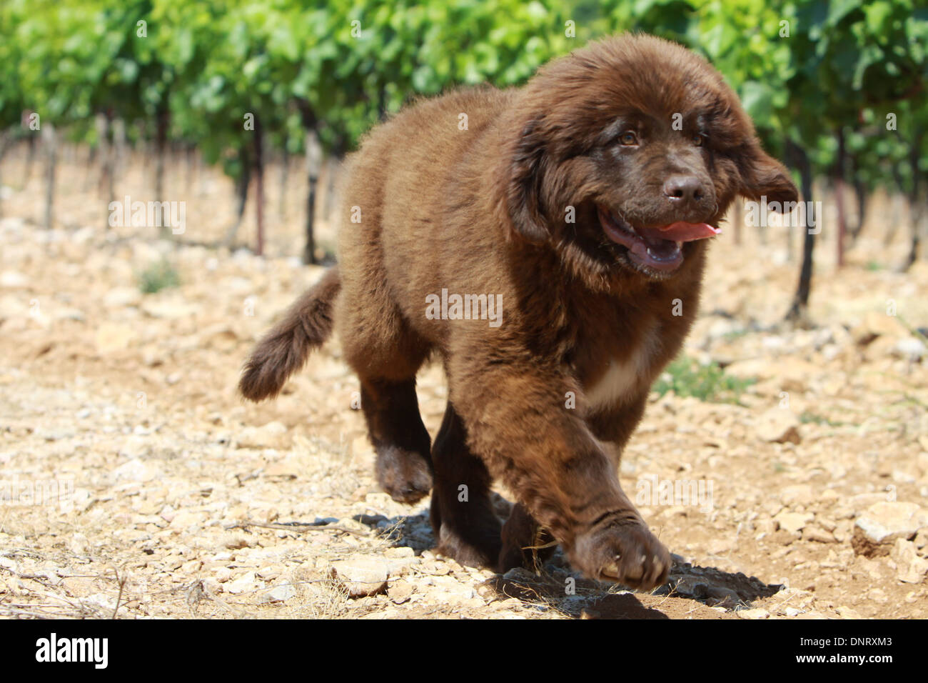 Dog Newfoundland / puppy running in a path Stock Photo - Alamy