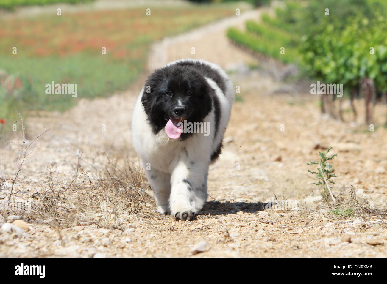 Dog Newfoundland / puppy running in a path Stock Photo - Alamy