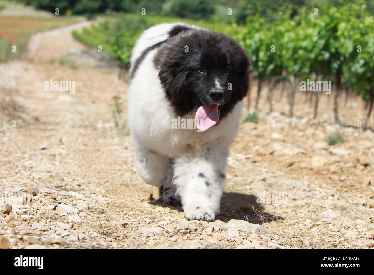 Dog Newfoundland / puppy running in a path Stock Photo - Alamy