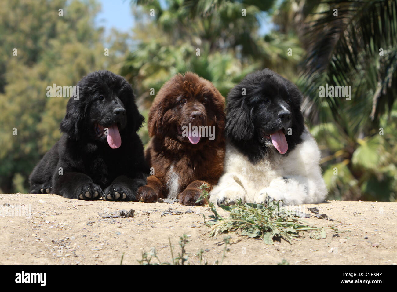 Dog three newfoundland black white hi-res stock photography and images ...
