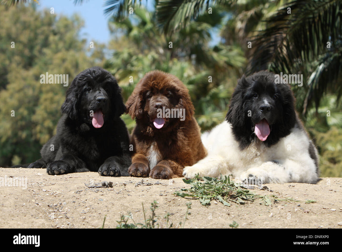 Newfoundland Ethnic Groups
