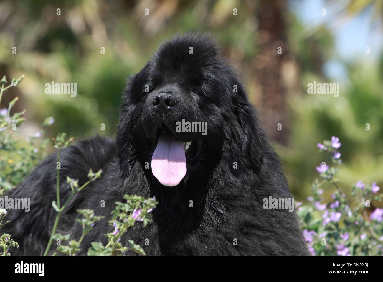 Dog Newfoundland / adult (black) portrait Stock Photo - Alamy