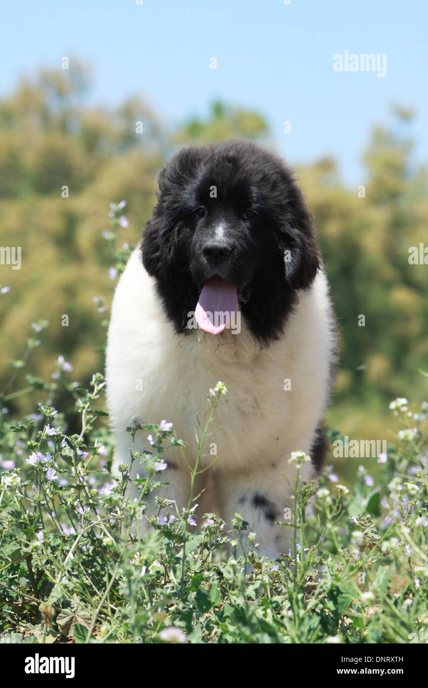 Dog Newfoundland / puppy ( black and white) standing in a meadow Stock ...