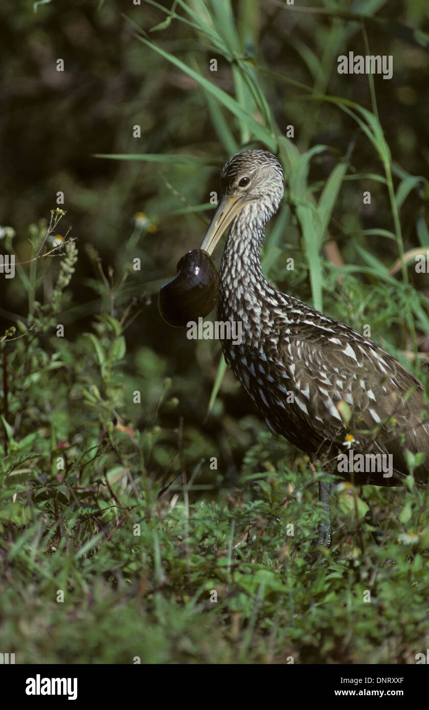 Snail usa swamp hi-res stock photography and images - Alamy