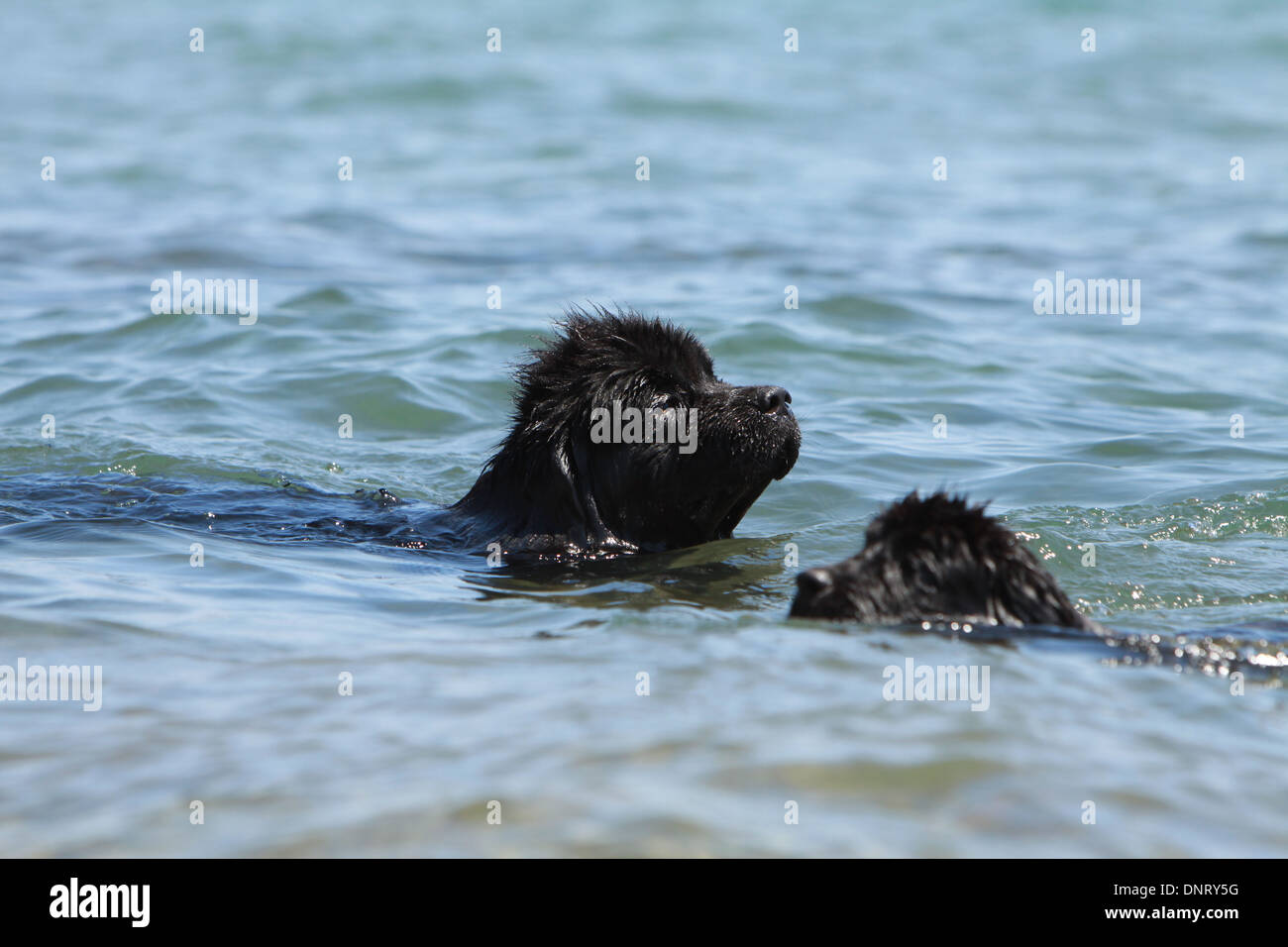 Dog Newfoundland / adult and puppy swim in the sea Stock Photo - Alamy
