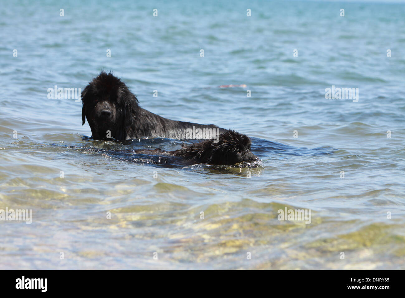 Dog Newfoundland / puppy swimming in the sea Stock Photo - Alamy