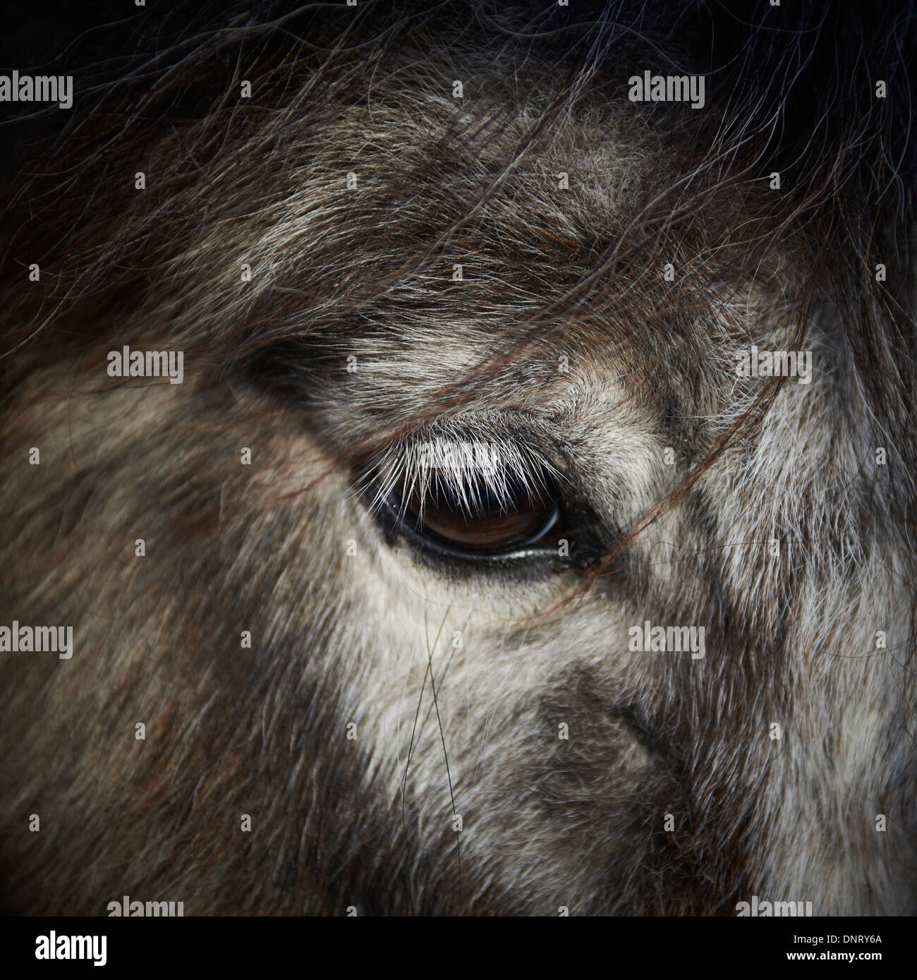 Focus on horses head hi-res stock photography and images - Alamy
