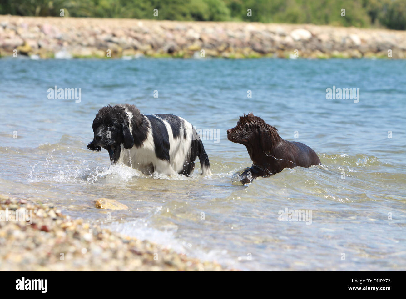 Dog Newfoundland / two puppies swim in the sea Stock Photo - Alamy