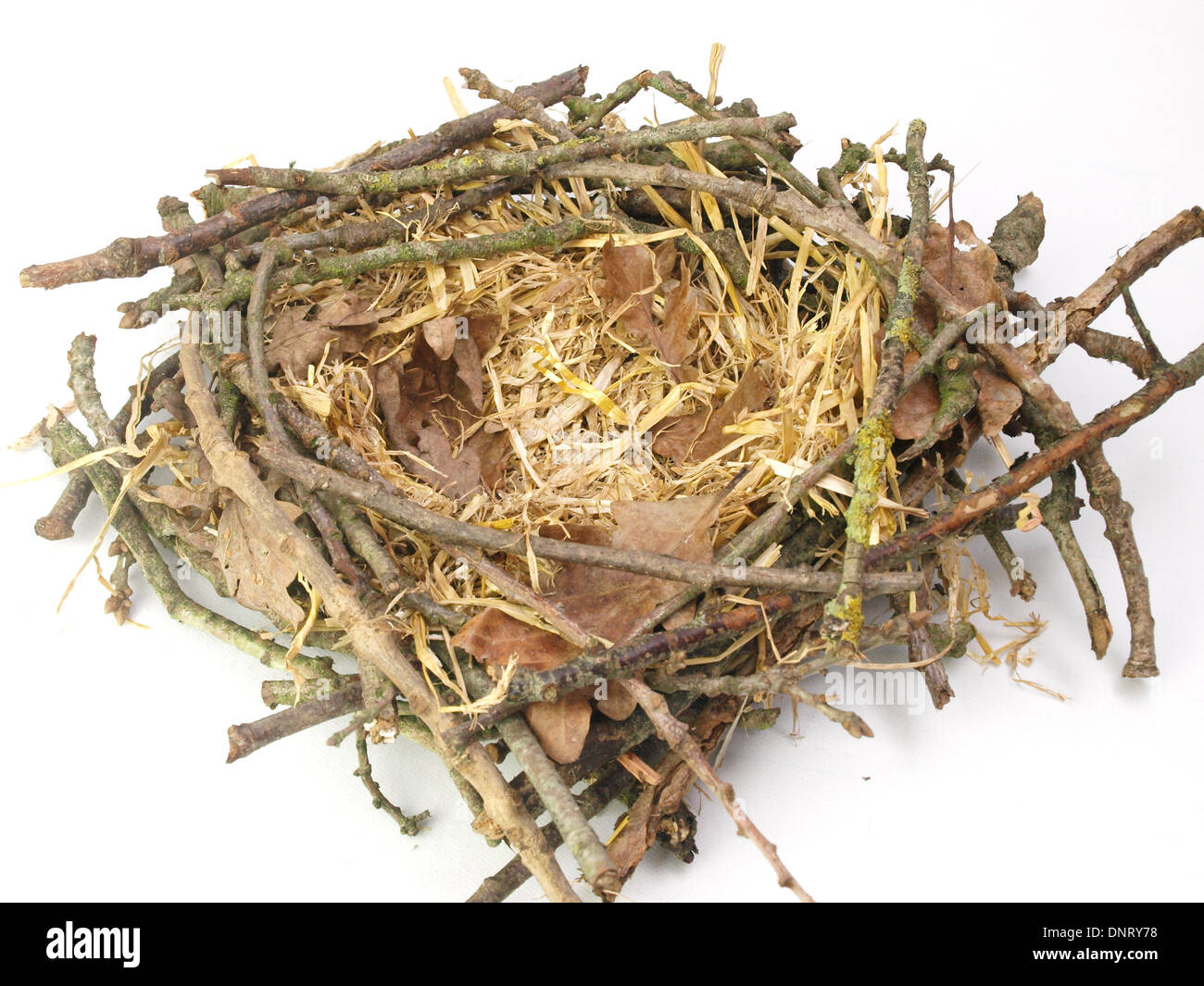 Empty birds nest hi-res stock photography and images - Alamy