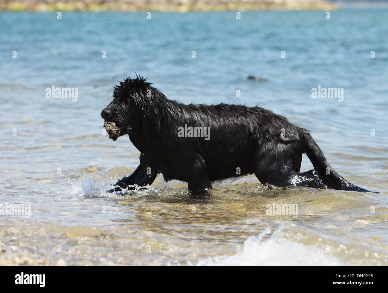 Newfoundlands in water hi-res stock photography and images - Alamy