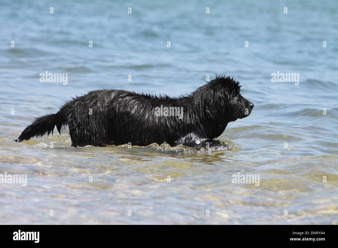 Newfoundland dog swimming hi-res stock photography and images - Alamy