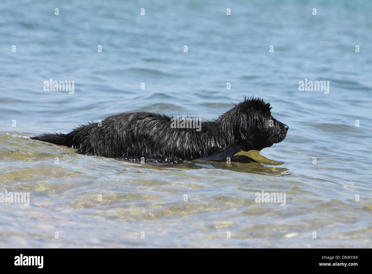 Newfoundland sea rescue dog training hi-res stock photography and ...
