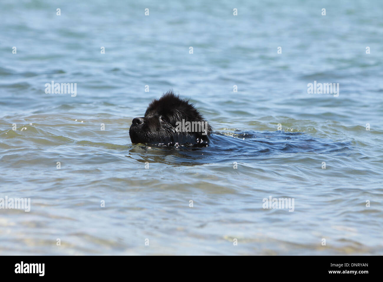 Rescue dog newfoundland swimming hi-res stock photography and images ...
