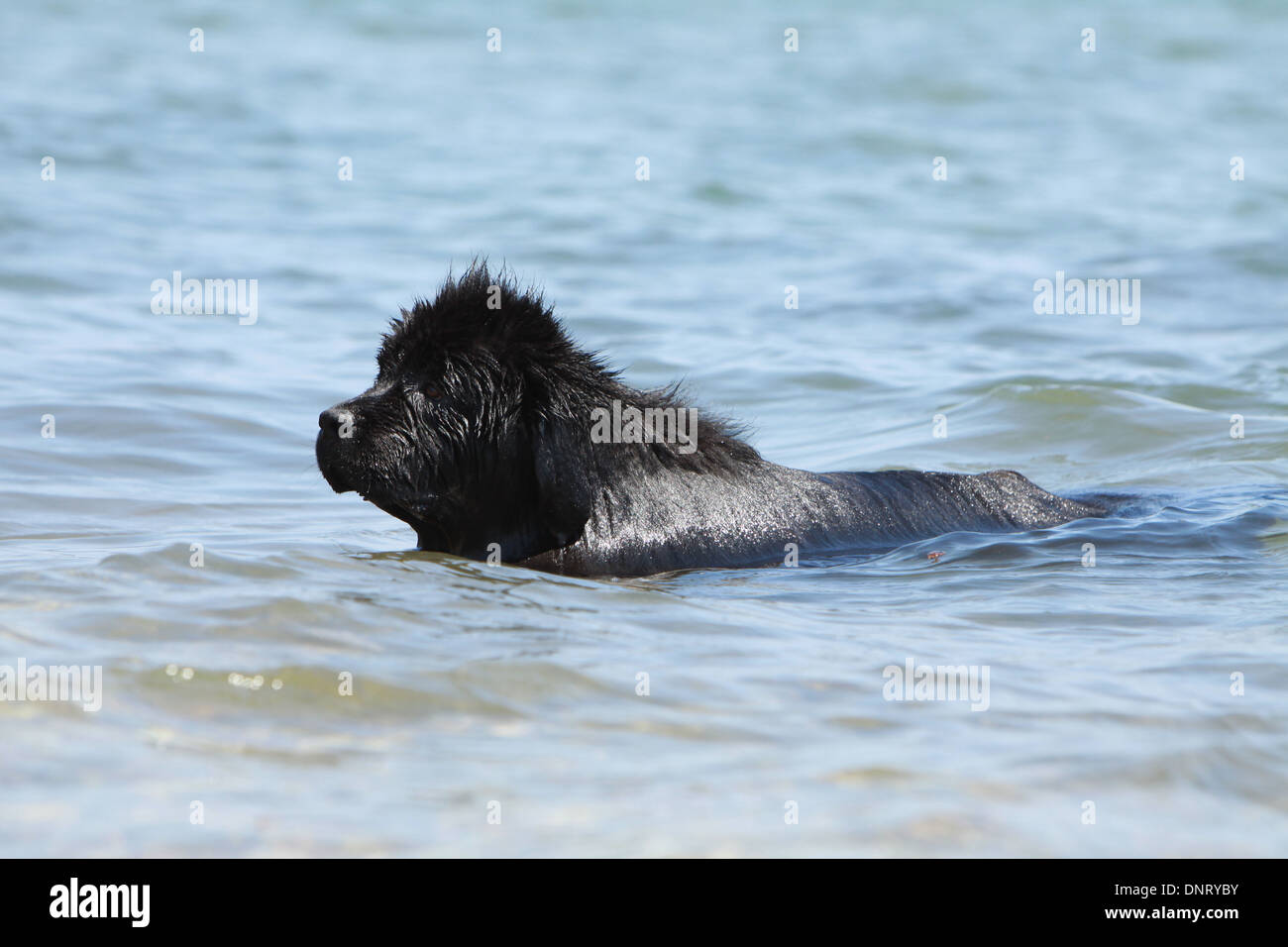 Giant dog swimming hi-res stock photography and images - Alamy