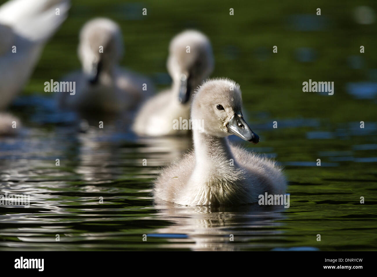 Baby swan white hi-res stock photography and images - Alamy