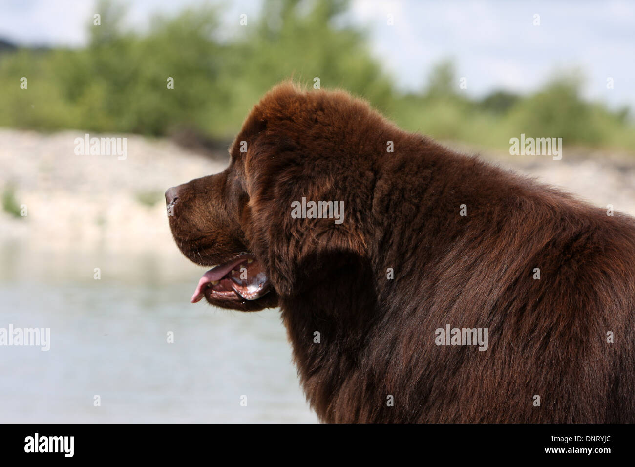 Brown newfoundland dog hi-res stock photography and images - Alamy
