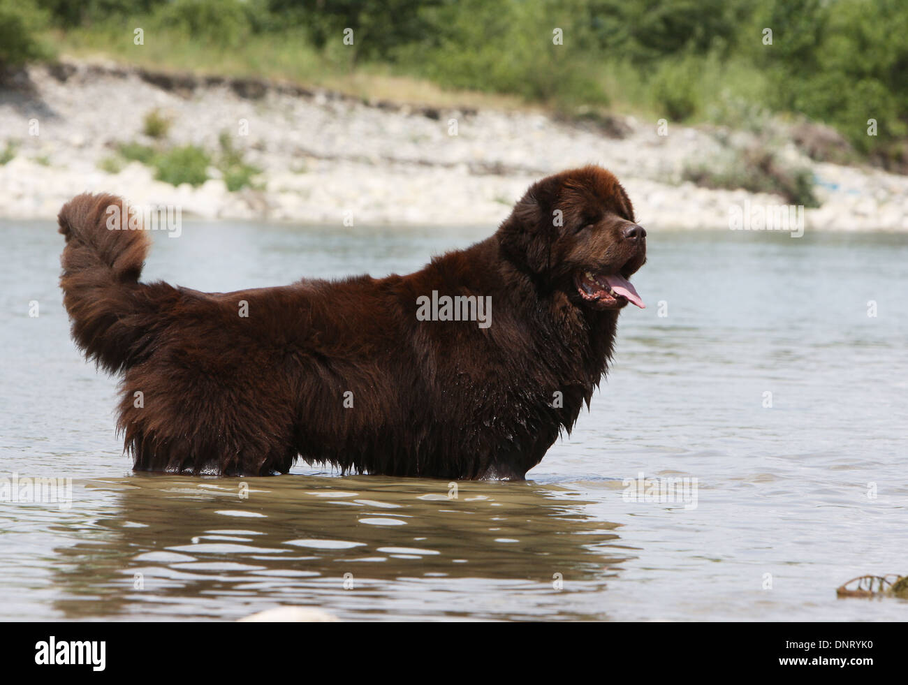 Newfoundlands in water hi-res stock photography and images - Alamy