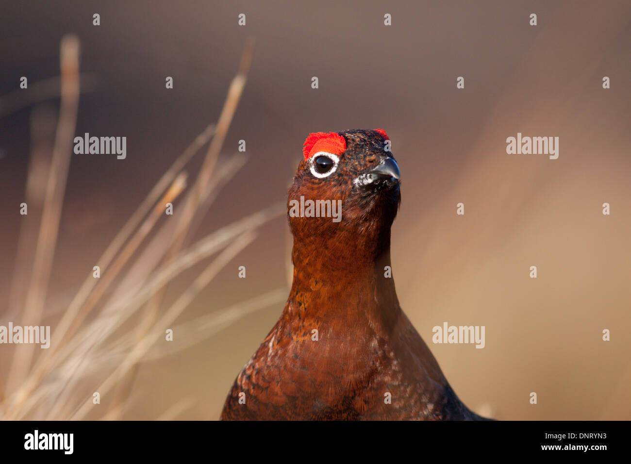 Scottish grouse hi-res stock photography and images - Alamy