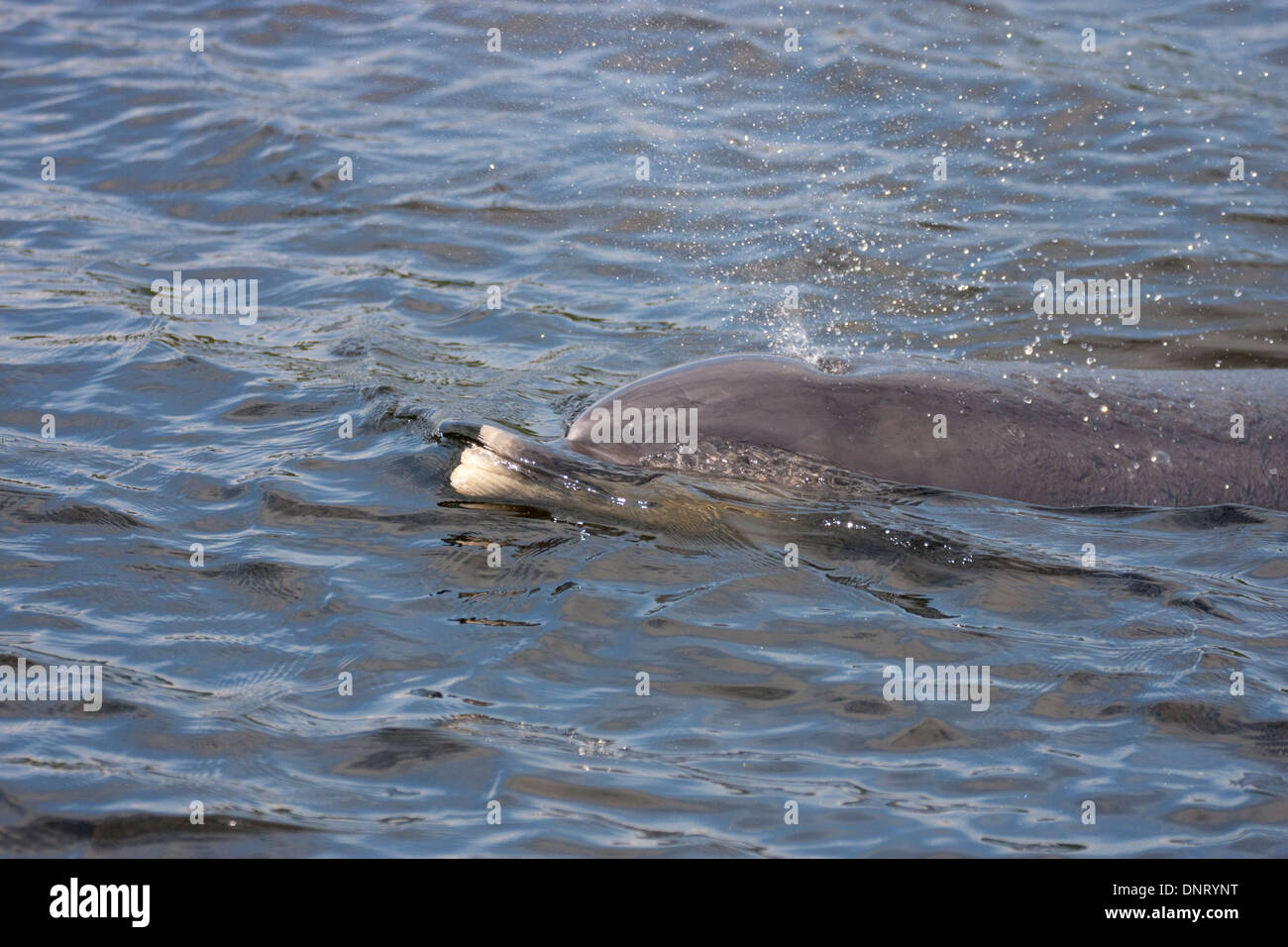 Bottlenose dolphins (Tursiops truncatus), Chanonry Point, Moray Firth ...