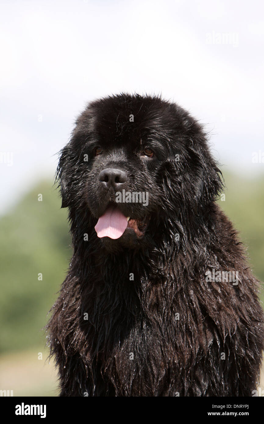 Terre neuve dog hi-res stock photography and images - Alamy