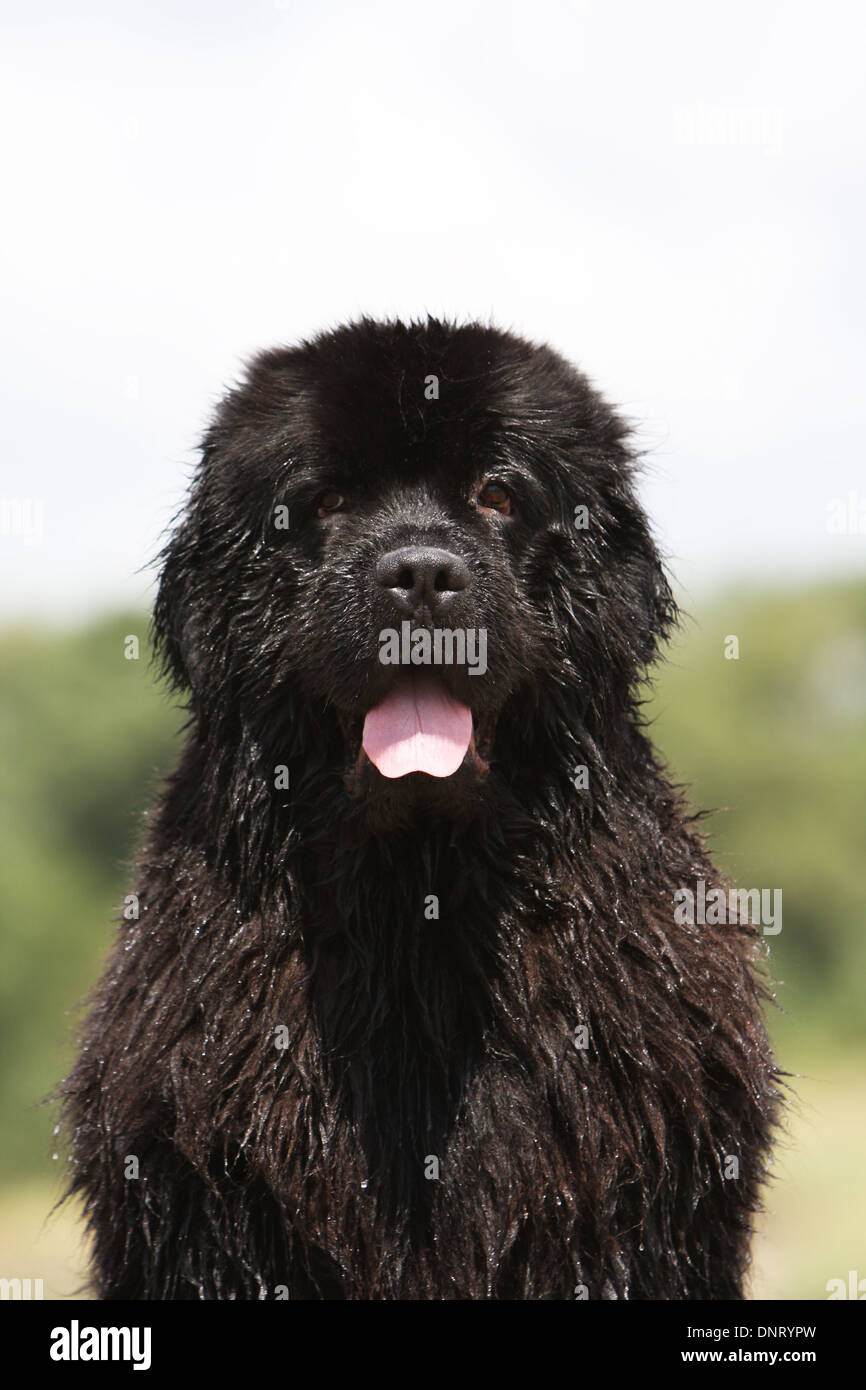 Dog Newfoundland / adult (black) portrait Stock Photo - Alamy