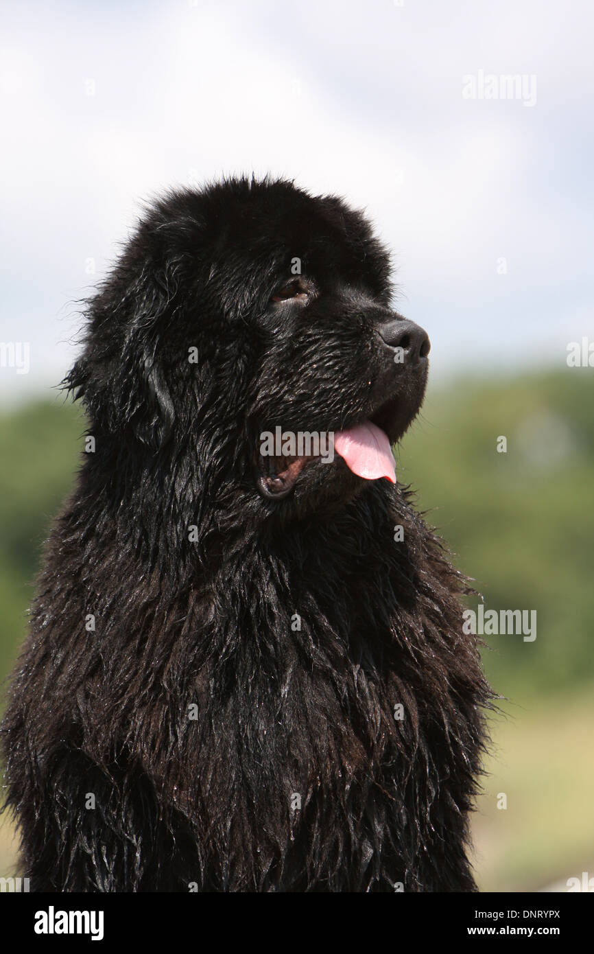 Dog Newfoundland / adult (black) portrait Stock Photo - Alamy