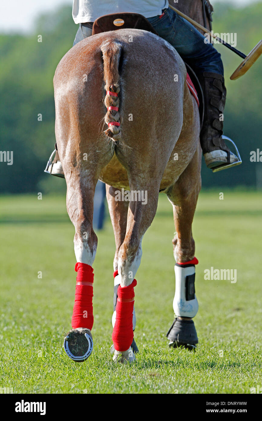 Human pony hi-res stock photography and images - Alamy