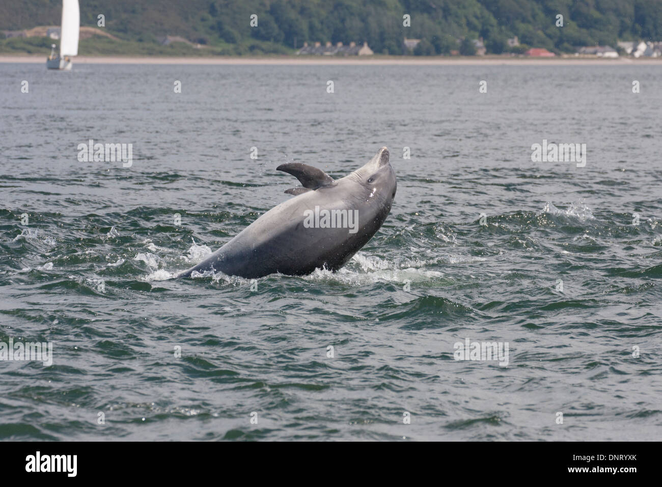 Bottlenose dolphin (Tursiops truncatus), Chanonry Point, Moray Firth ...