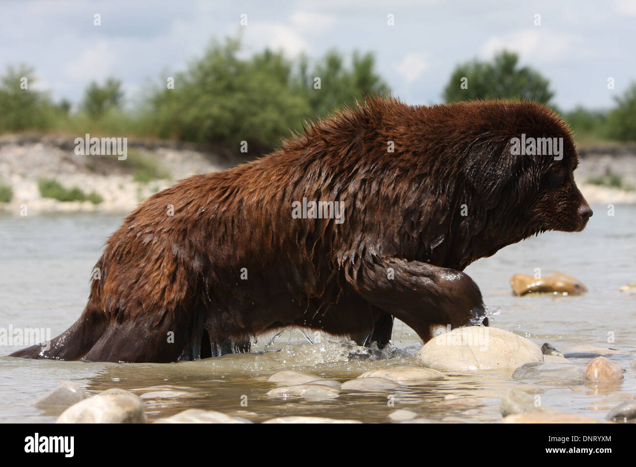 Newfoundlands in water hi-res stock photography and images - Alamy