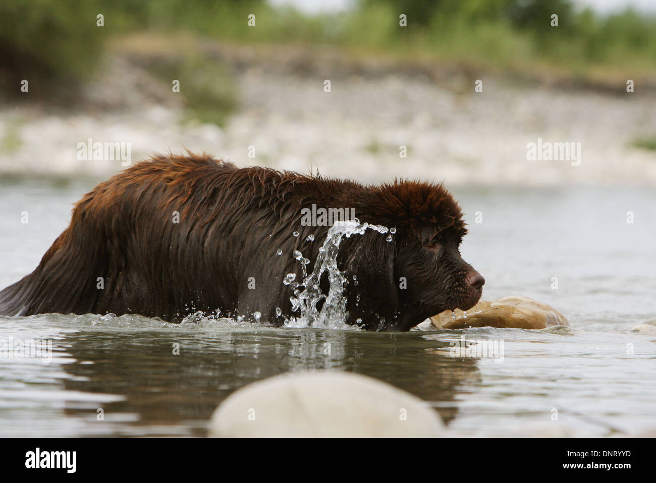 Newfoundlands in water hi-res stock photography and images - Alamy