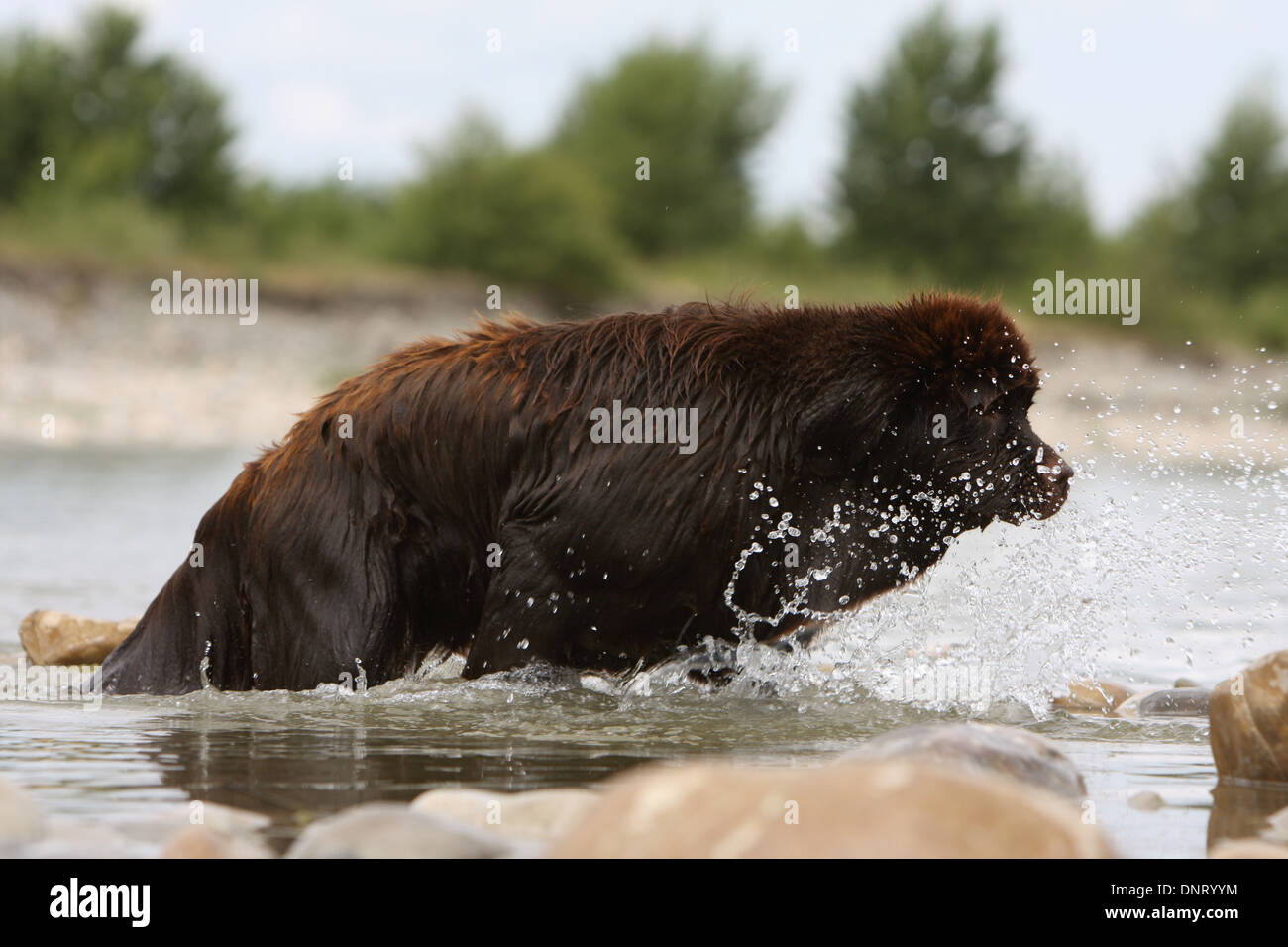 Newfoundlands in water hi-res stock photography and images - Alamy