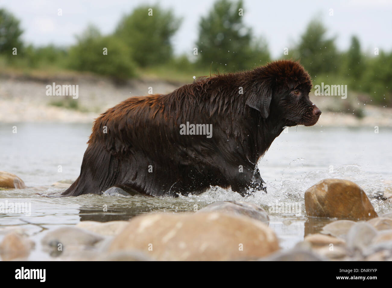 Newfoundlands in water hi-res stock photography and images - Alamy