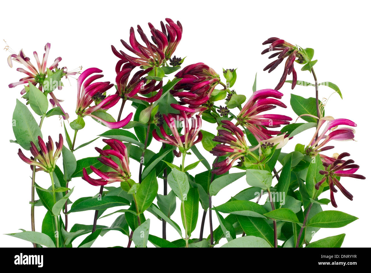 Burned Dragon sharp red flowers isloated border flowers Stock Photo - Alamy