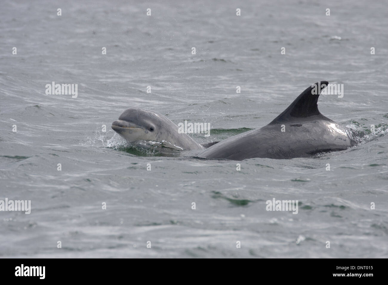 Bottlenoses dolphins (Tursiops truncatus), mother and 1 year old calf ...