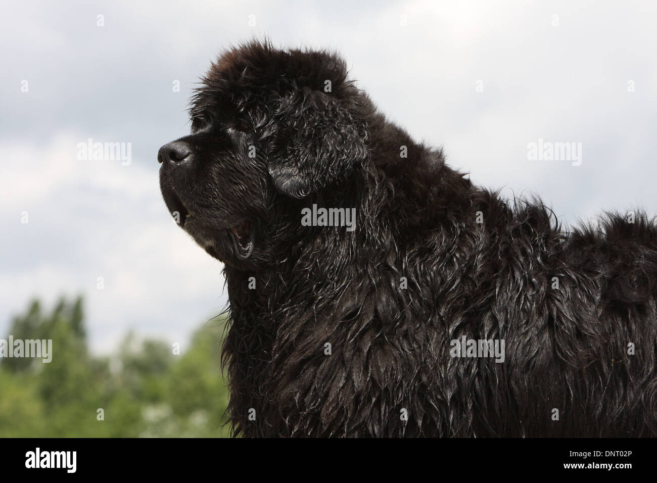 Dog Newfoundland / adult (black) portrait Stock Photo - Alamy