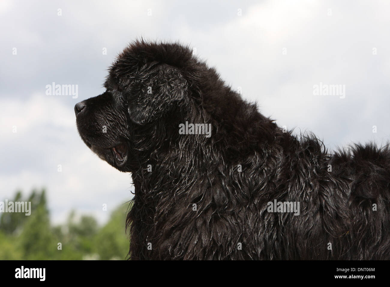 Dog Newfoundland / adult (black) portrait Stock Photo - Alamy