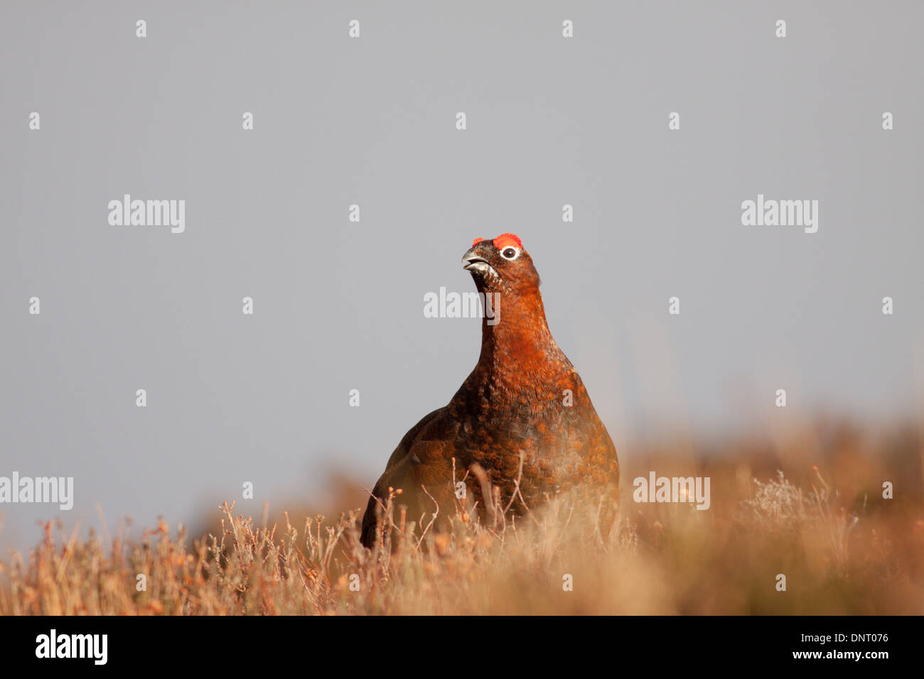 Scottish red grouse hi-res stock photography and images - Alamy