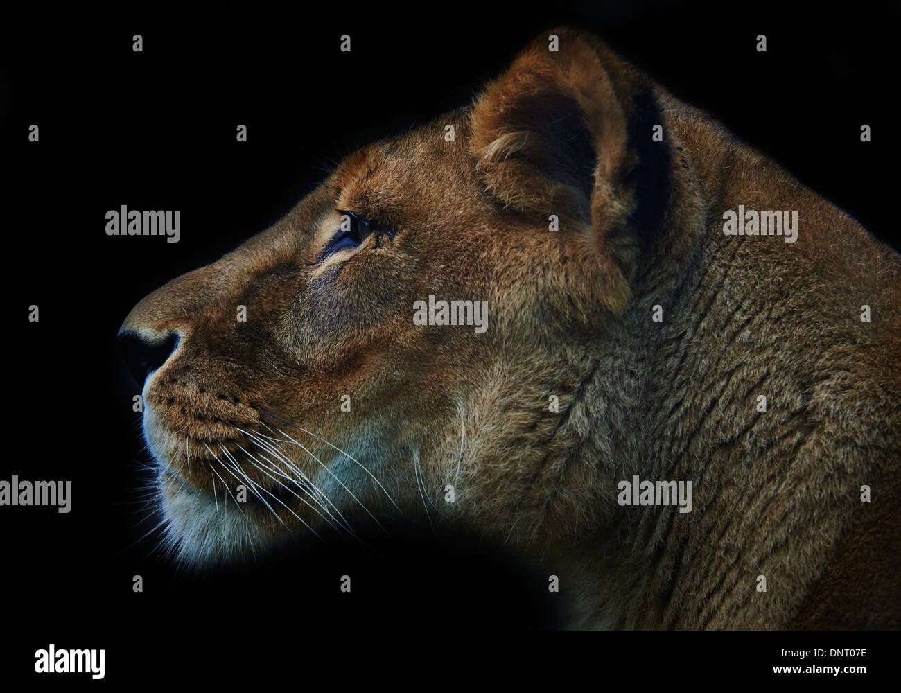 Female lion close up hi-res stock photography and images - Alamy